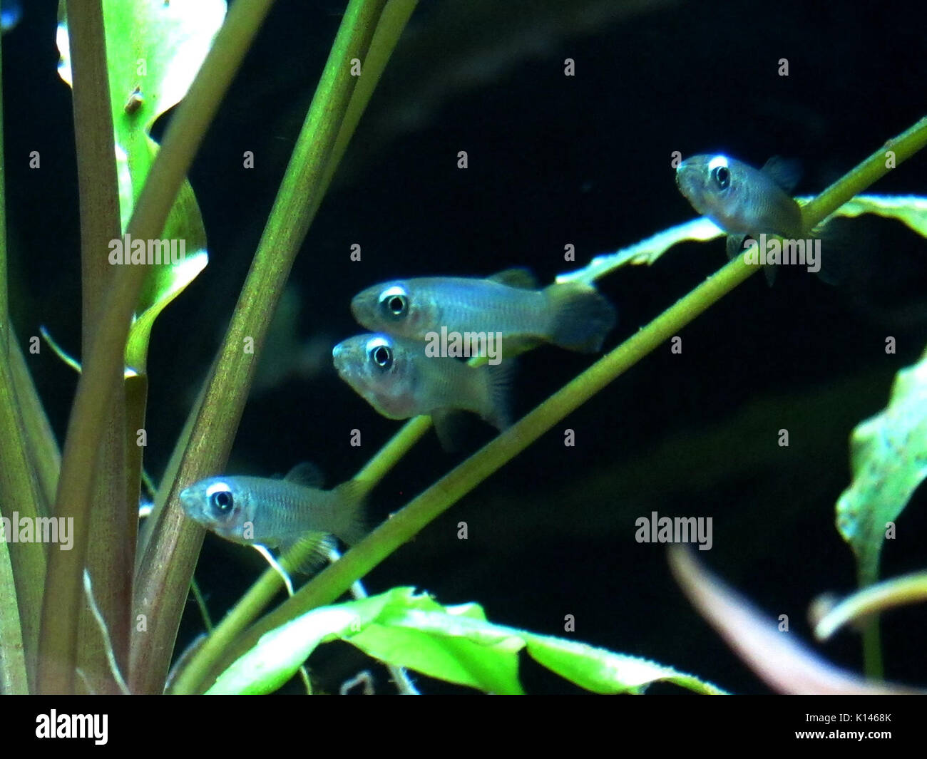 Aplocheilichthys normani hi-res stock photography and images - Alamy