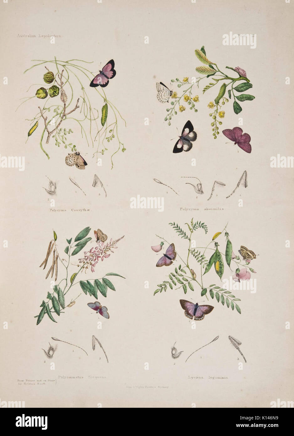 Australian lepidoptera transformations hi-res stock photography and images - Alamy