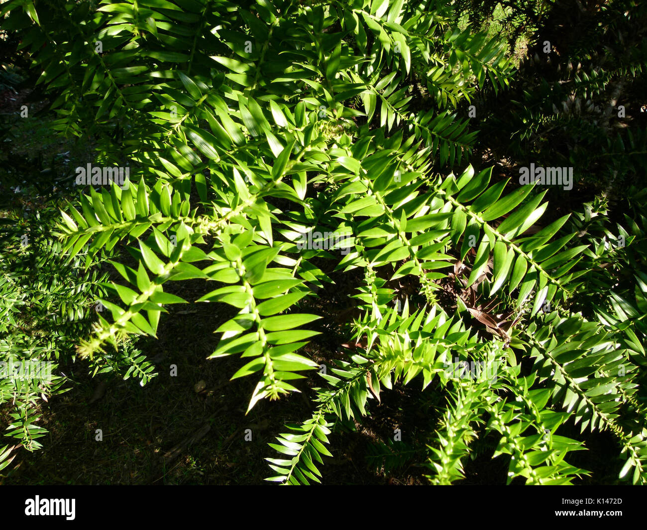 Araucaria bidwillii hi-res stock photography and images - Alamy