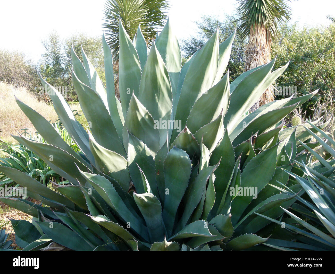 Agave marmorata hi-res stock photography and images - Alamy