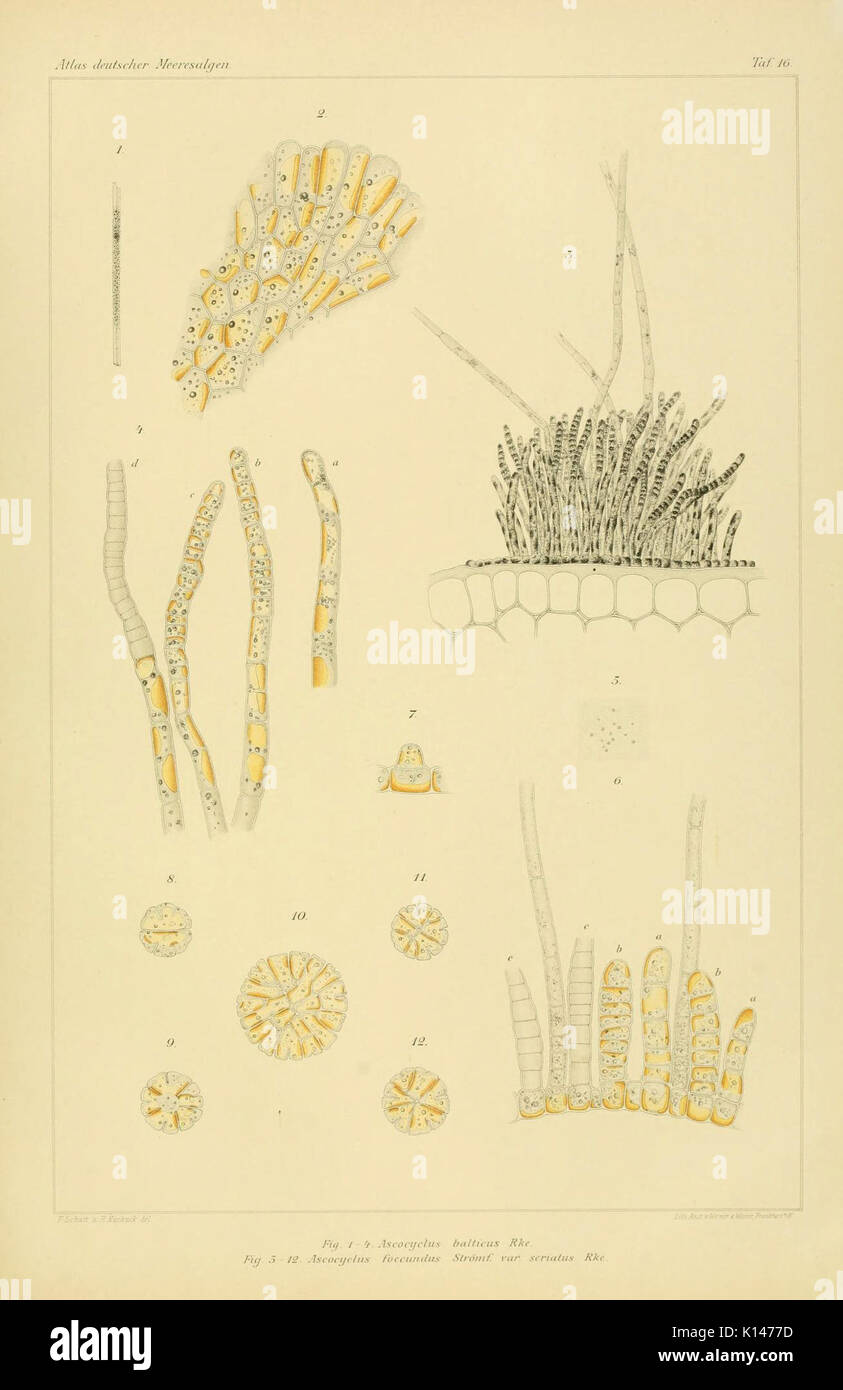 Atlas deutscher Meeresalgen (Taf. 16) (6358284149 Stock Photo - Alamy