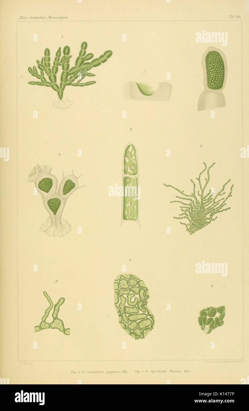 Atlas deutscher Meeresalgen (Taf. 24) (6358285607 Stock Photo - Alamy