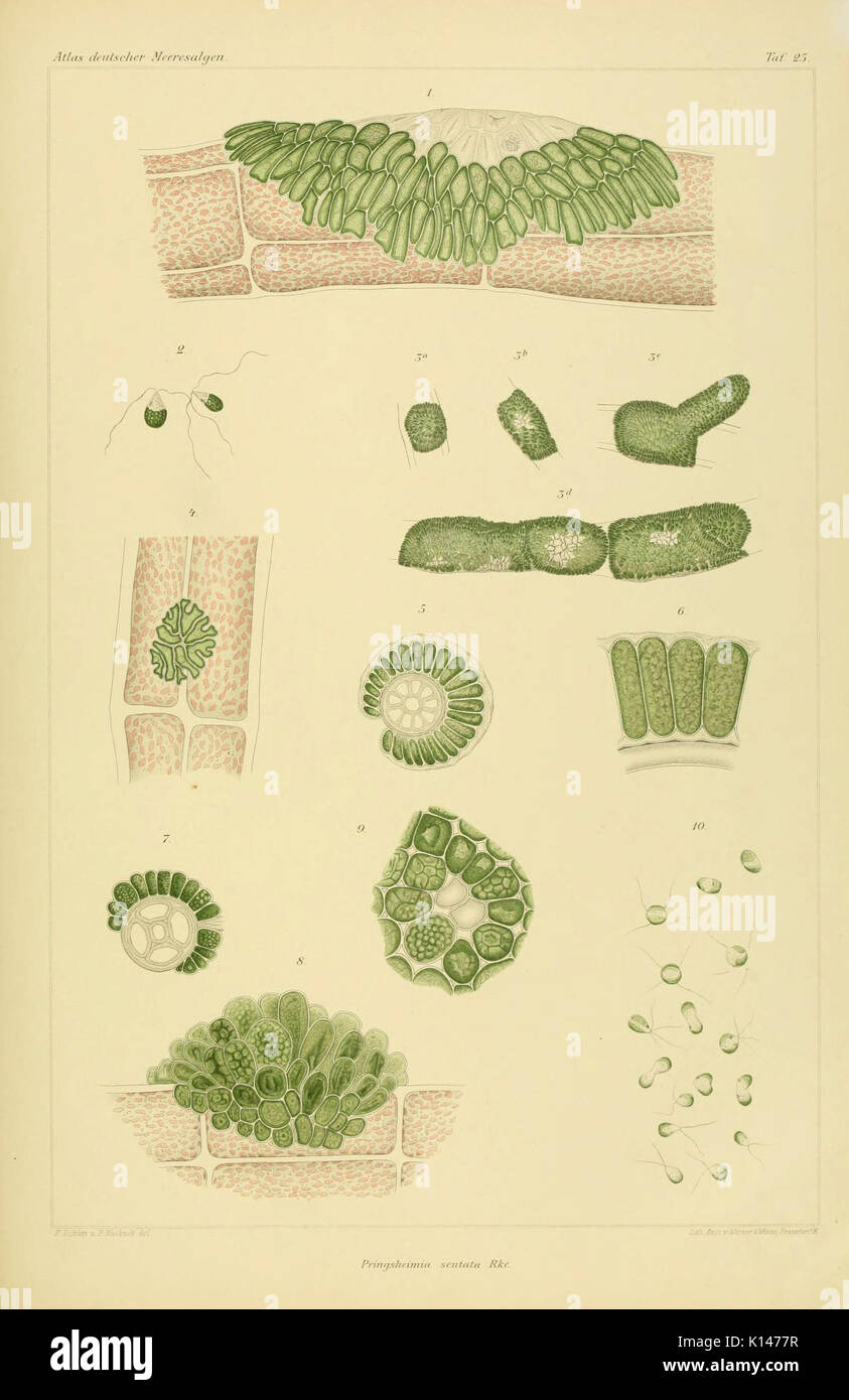 Meeresalgen High Resolution Stock Photography and Images - Alamy