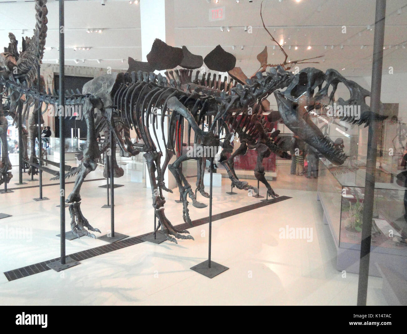 Allosaurus fragilis, Vernal, Utah, Late Jurassic Royal Ontario Museum ...