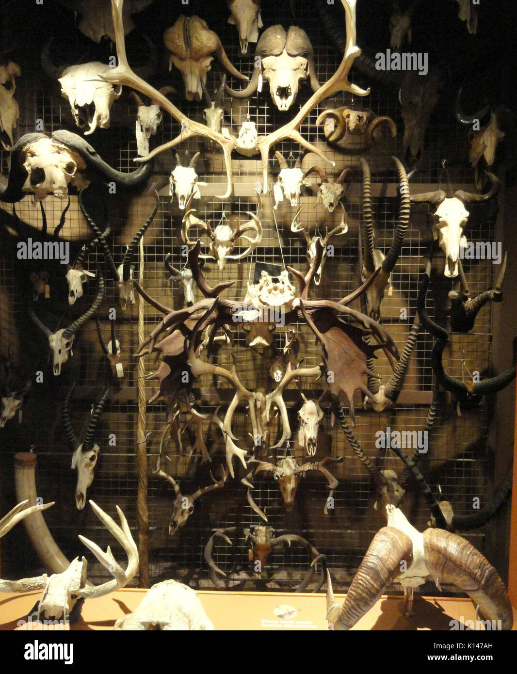 Antler anatomy hi-res stock photography and images - Alamy