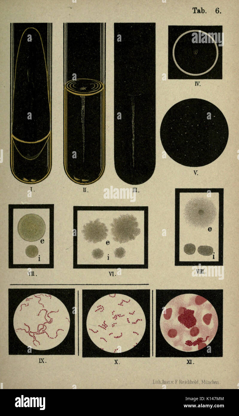Bacterial study hi-res stock photography and images - Alamy