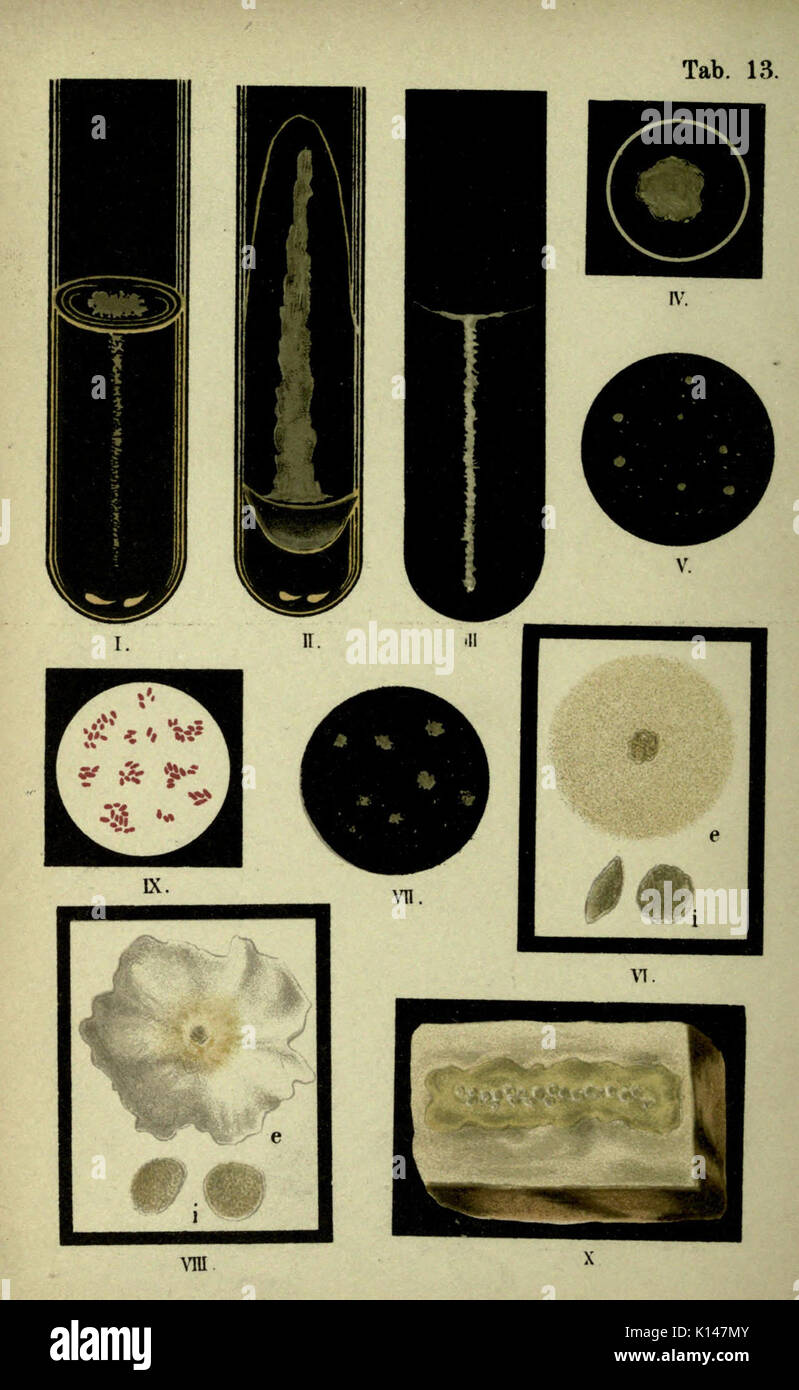 An illustration from *Atlas and Essentials of Bacteriology*, showing ...