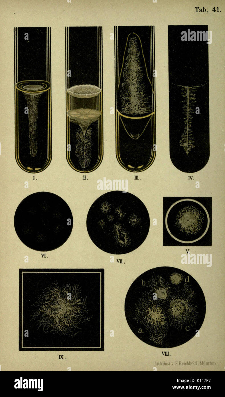 Classification of microorganisms hi-res stock photography and images ...