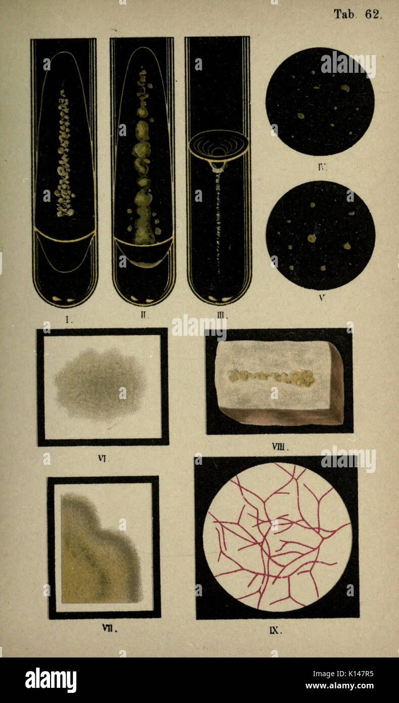 Cell essentials hi-res stock photography and images - Alamy