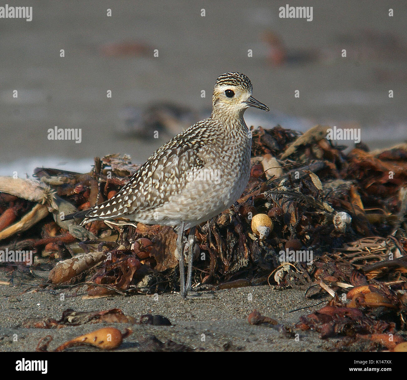 Golden plover painting hi-res stock photography and images - Alamy