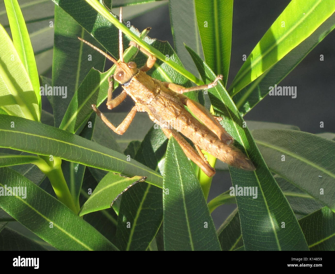 Toad grasshopper hi-res stock photography and images - Alamy