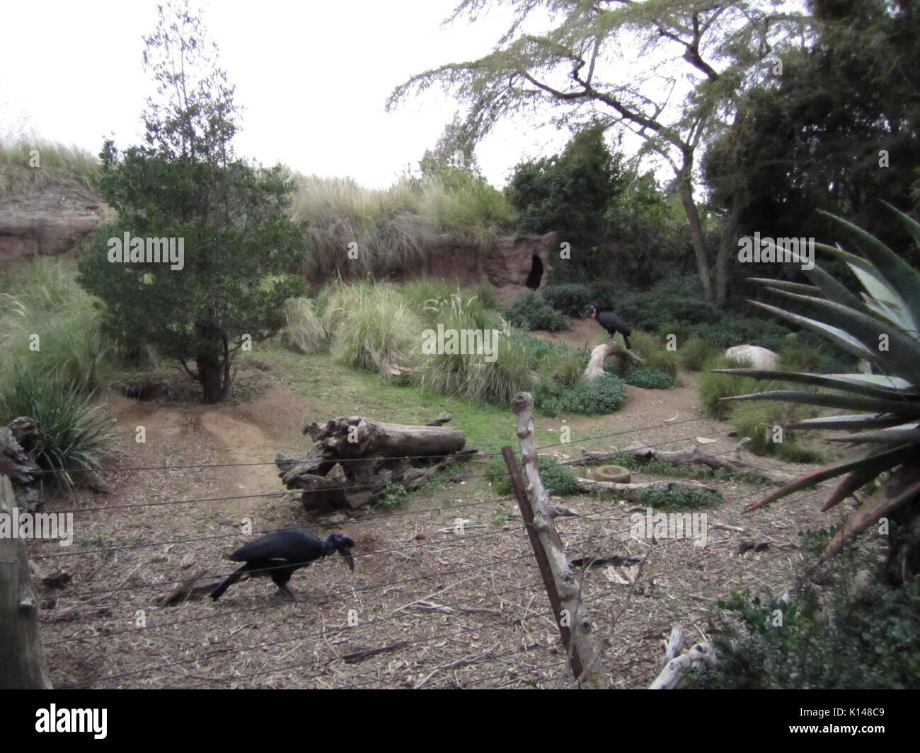 African Outpost Hornbills 2 Stock Photo - Alamy