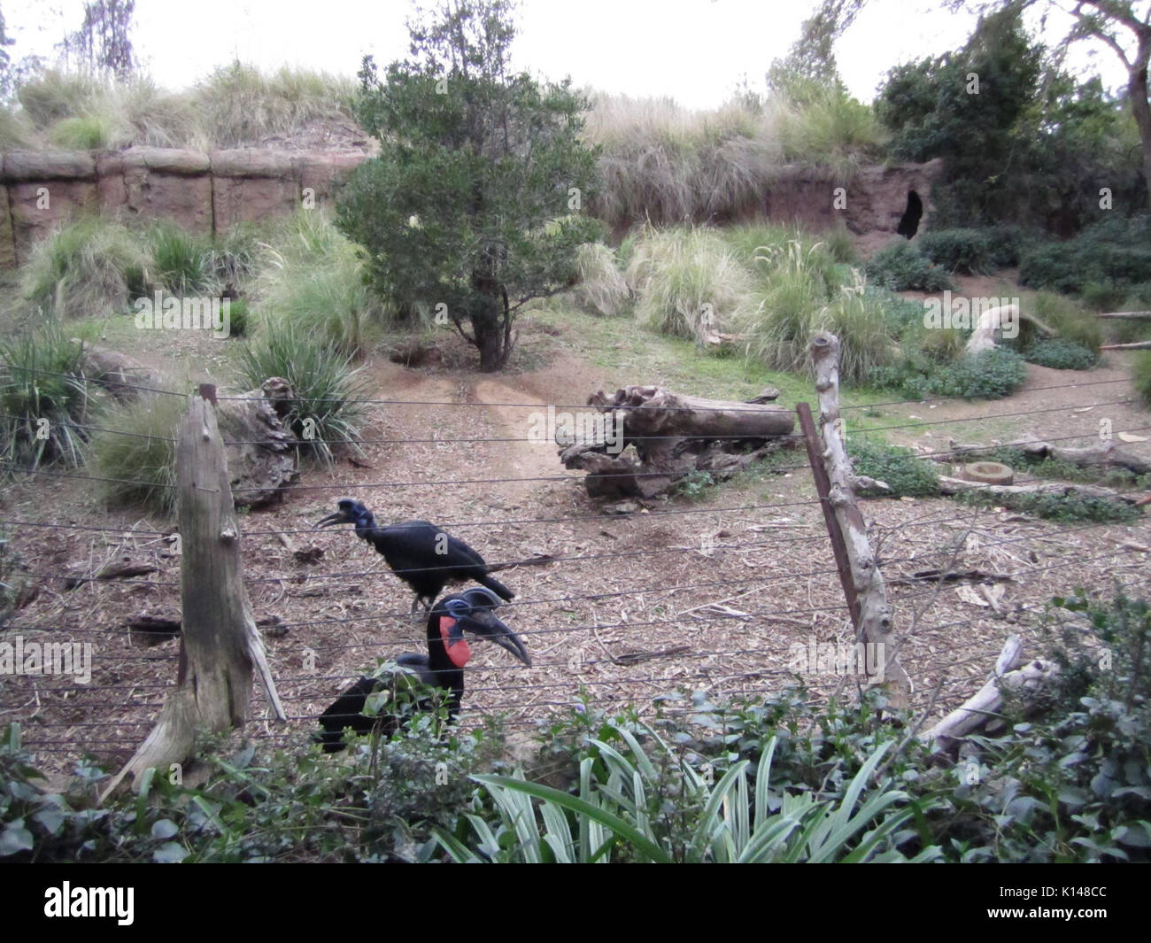 African Outpost Hornbills 4 Stock Photo - Alamy