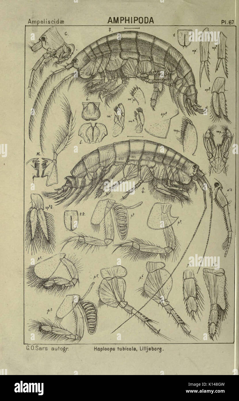 Diversity of crustacean anatomy hi-res stock photography and images - Alamy
