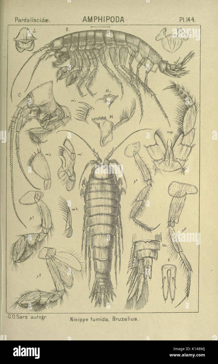 An account of the Crustacea of Norway (Pl. 144) (6812260169 Stock Photo ...