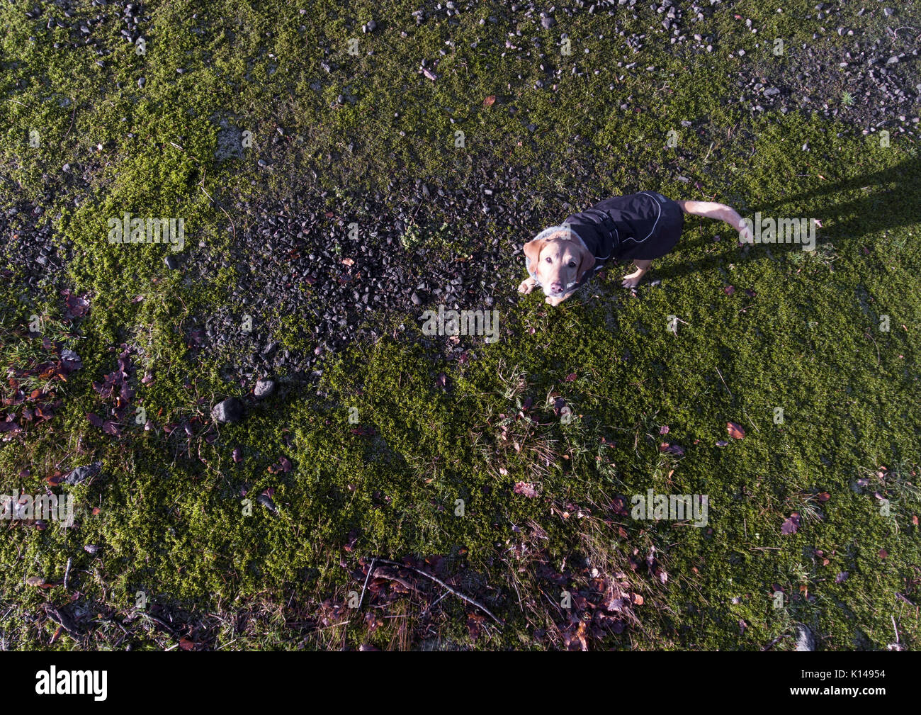 Dog park drone hi-res stock photography and images - Alamy