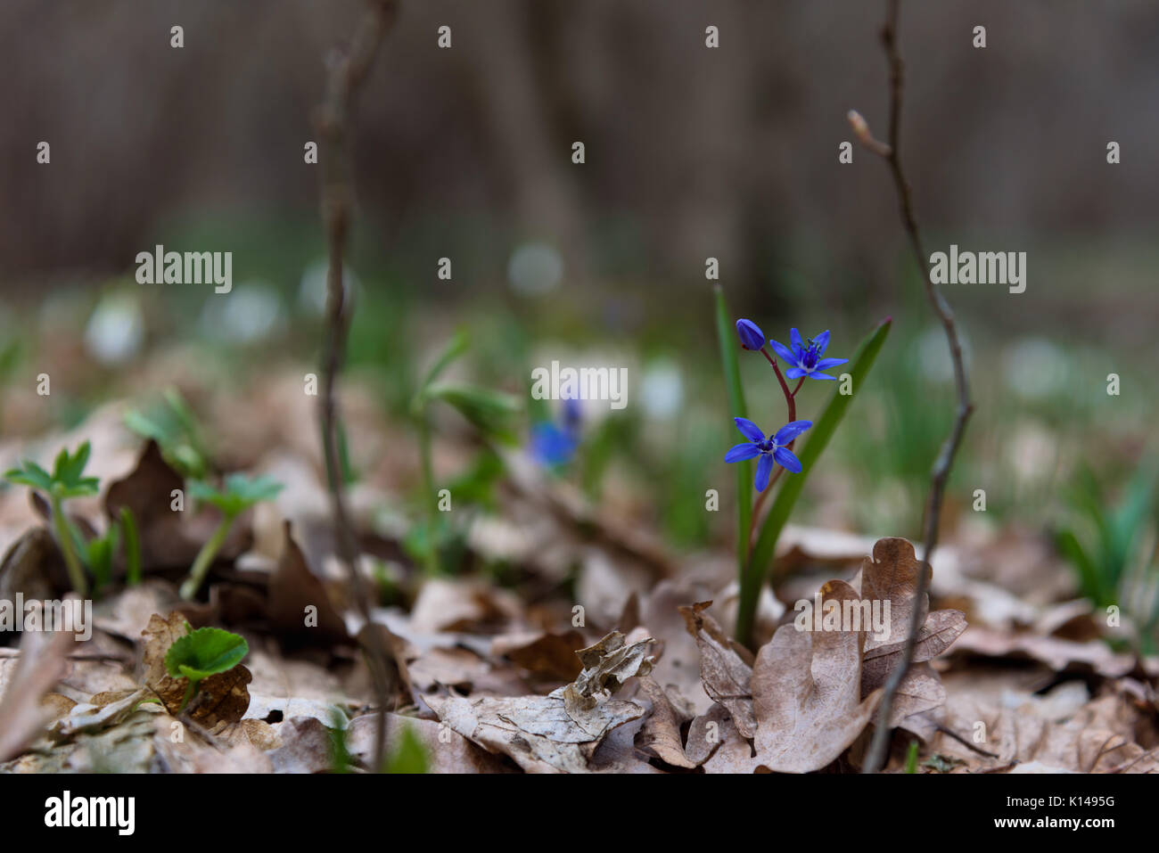 Blue spring flower hi-res stock photography and images - Alamy