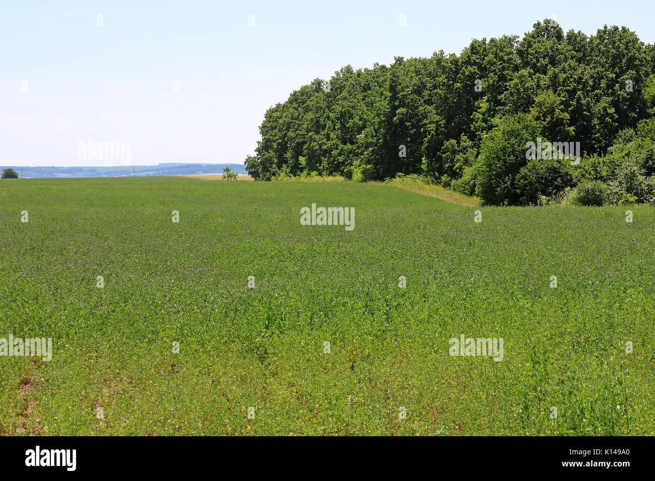 View of green lucerne field under blue sky Stock Photo - Alamy