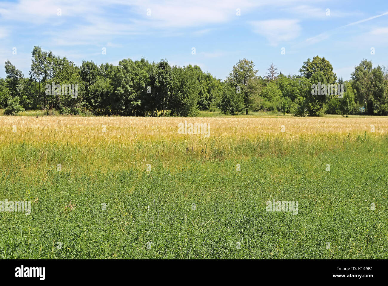 View of green lucerne field and wheat field in the summer Stock Photo ...