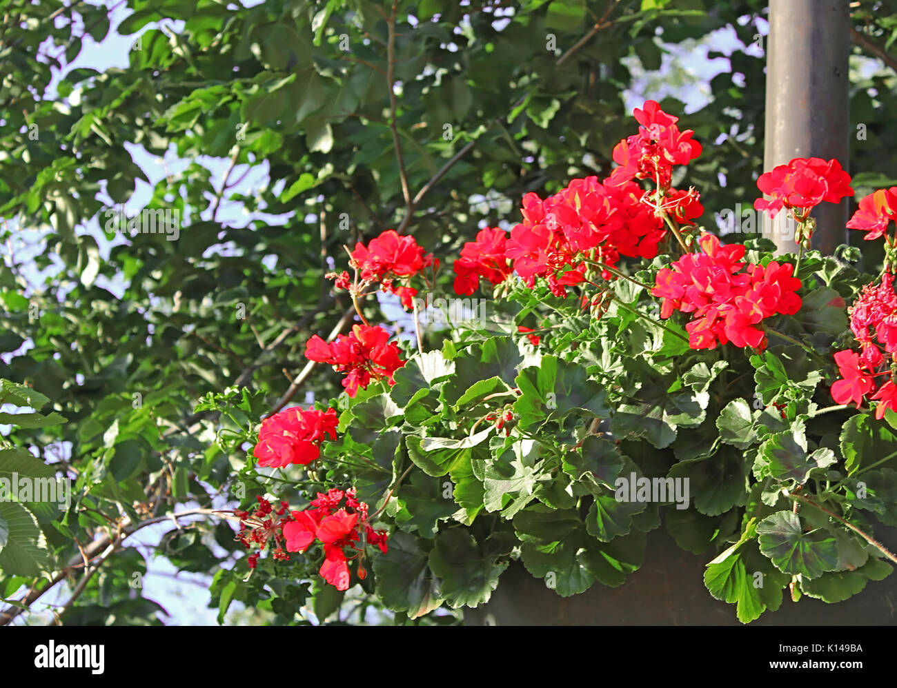 Beautiful red flowers in flower pot on the street lamp post pole in the ...