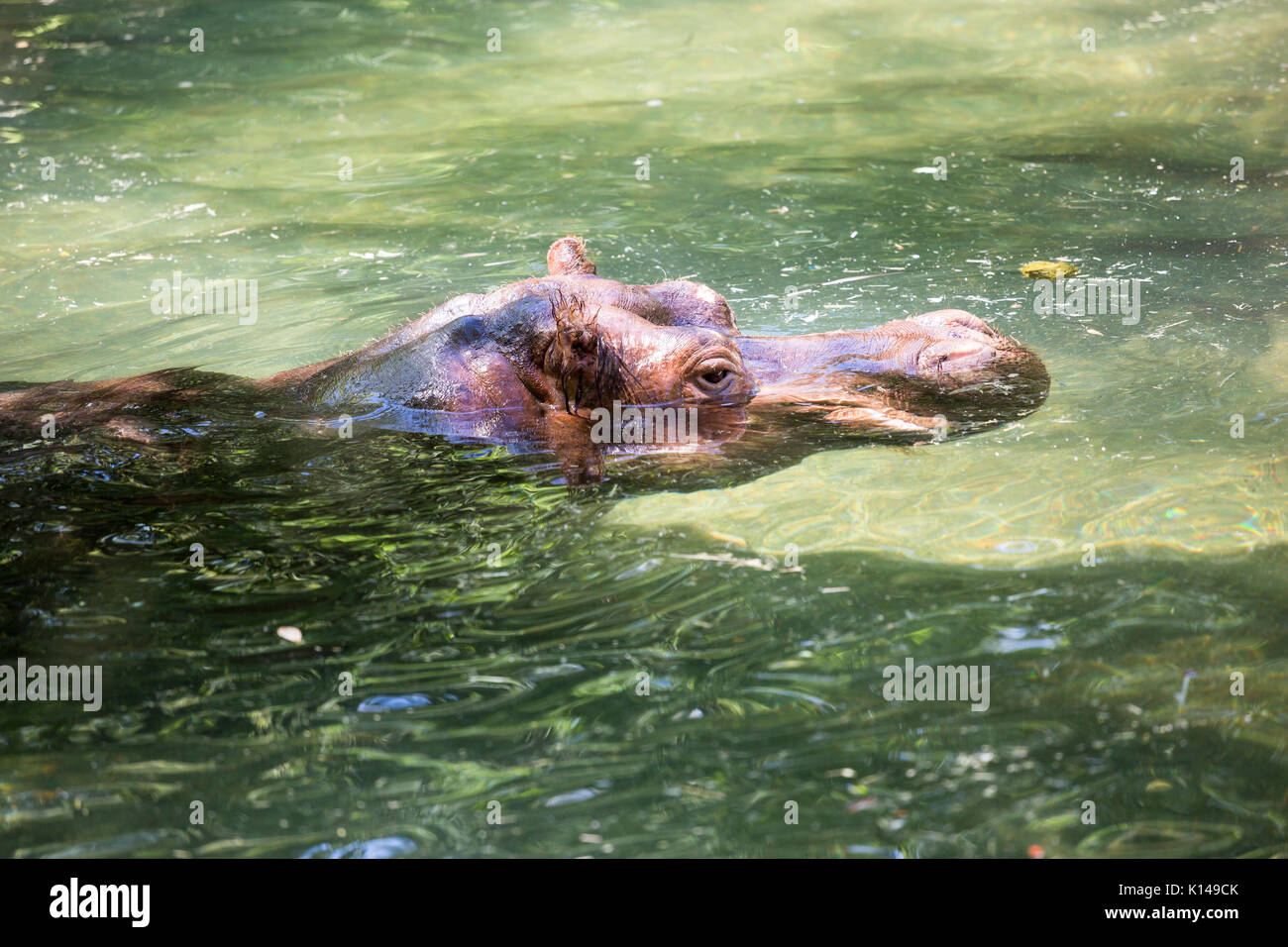 Hippo enjoying the water at the zoo Stock Photo - Alamy