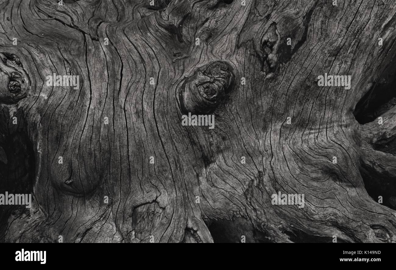 tree roots with interesting patterns Stock Photo - Alamy