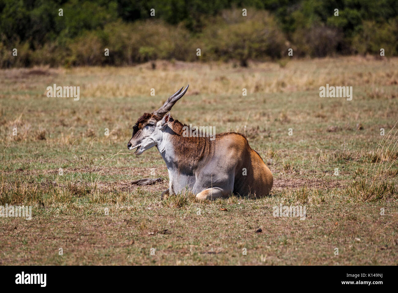 Large antelope, the common eland, Taurotragus oryx, with spiral horns ...