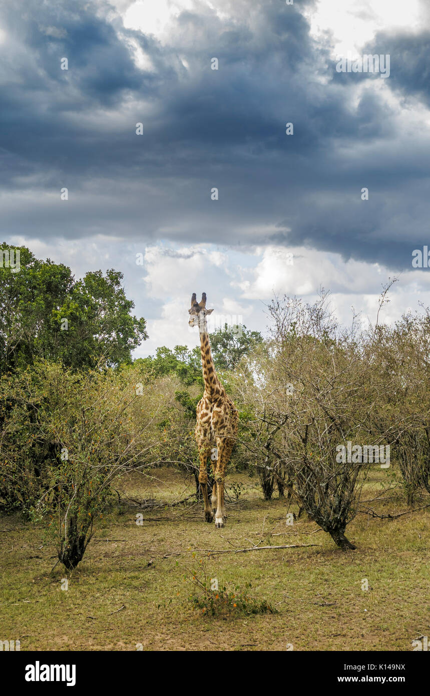 African savanna rain clouds hi-res stock photography and images - Alamy
