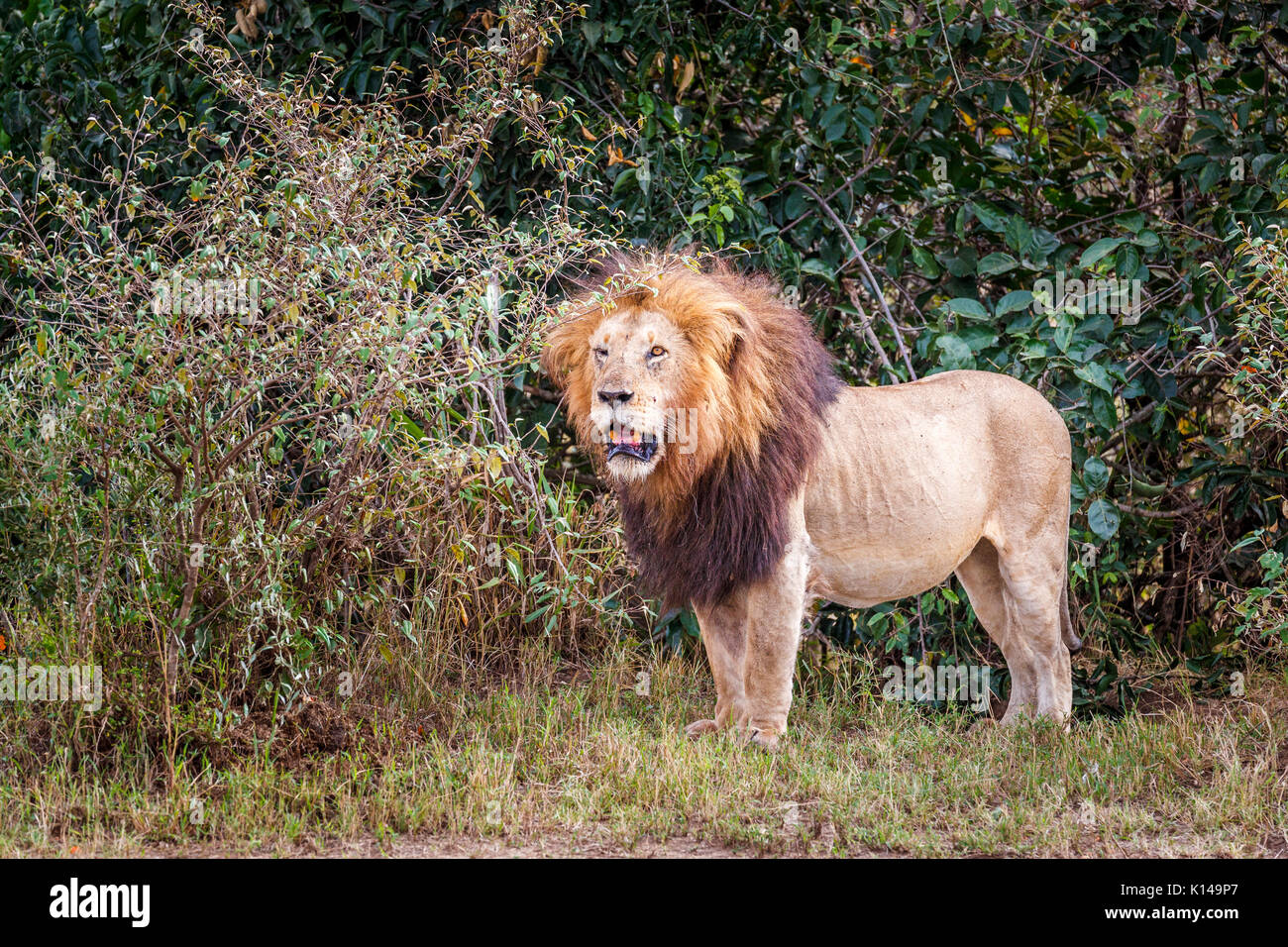 Mara lion hi-res stock photography and images - Alamy
