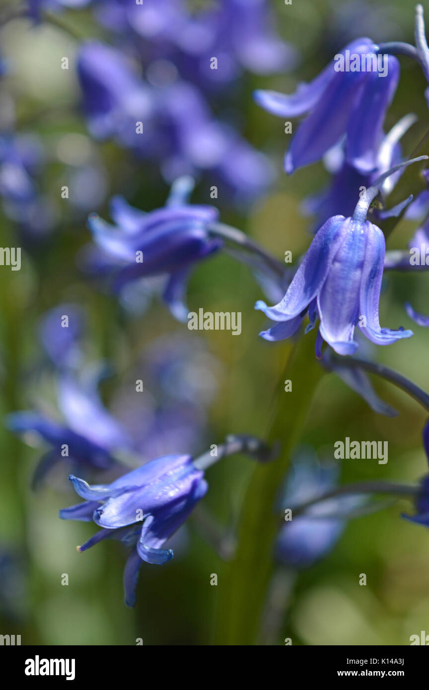 Group bluebell plants hi-res stock photography and images - Alamy