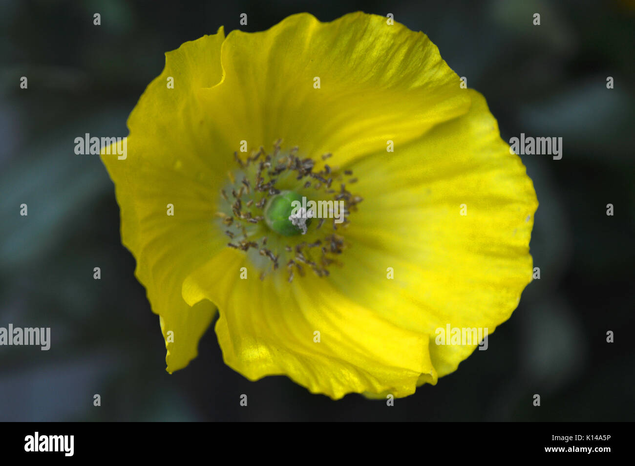 Golden poppy with golden stamen hi-res stock photography and images - Alamy
