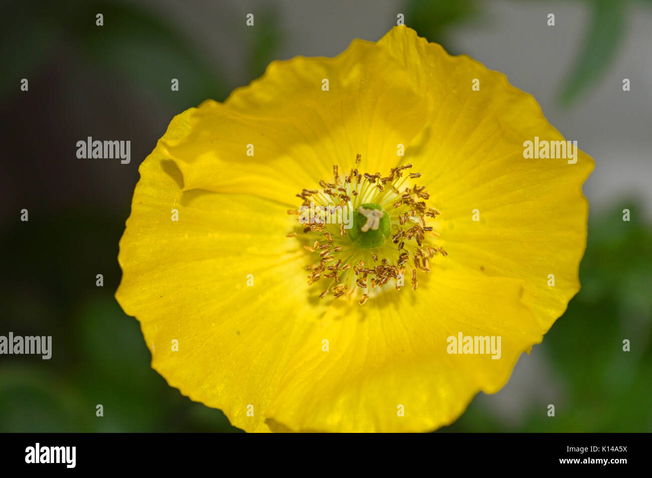 Golden poppy with golden stamen hi-res stock photography and images - Alamy