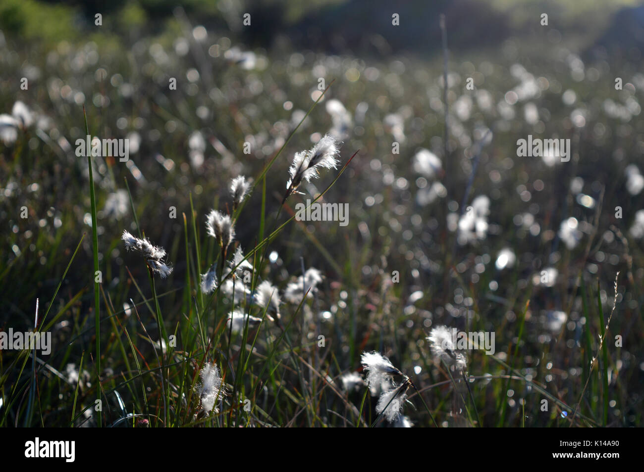 Tufts of cotton hi-res stock photography and images - Alamy