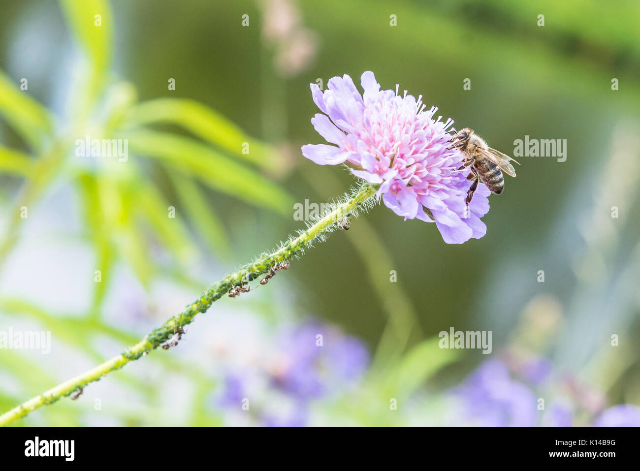 Flying bee and a flower with ants and vine louse Stock Photo - Alamy