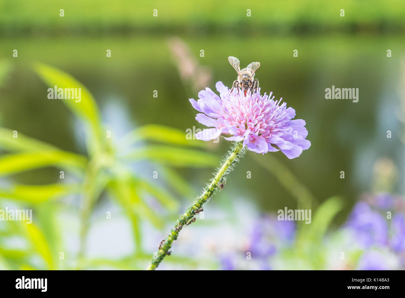 Flying bee and a flower with ants and vine louse Stock Photo - Alamy