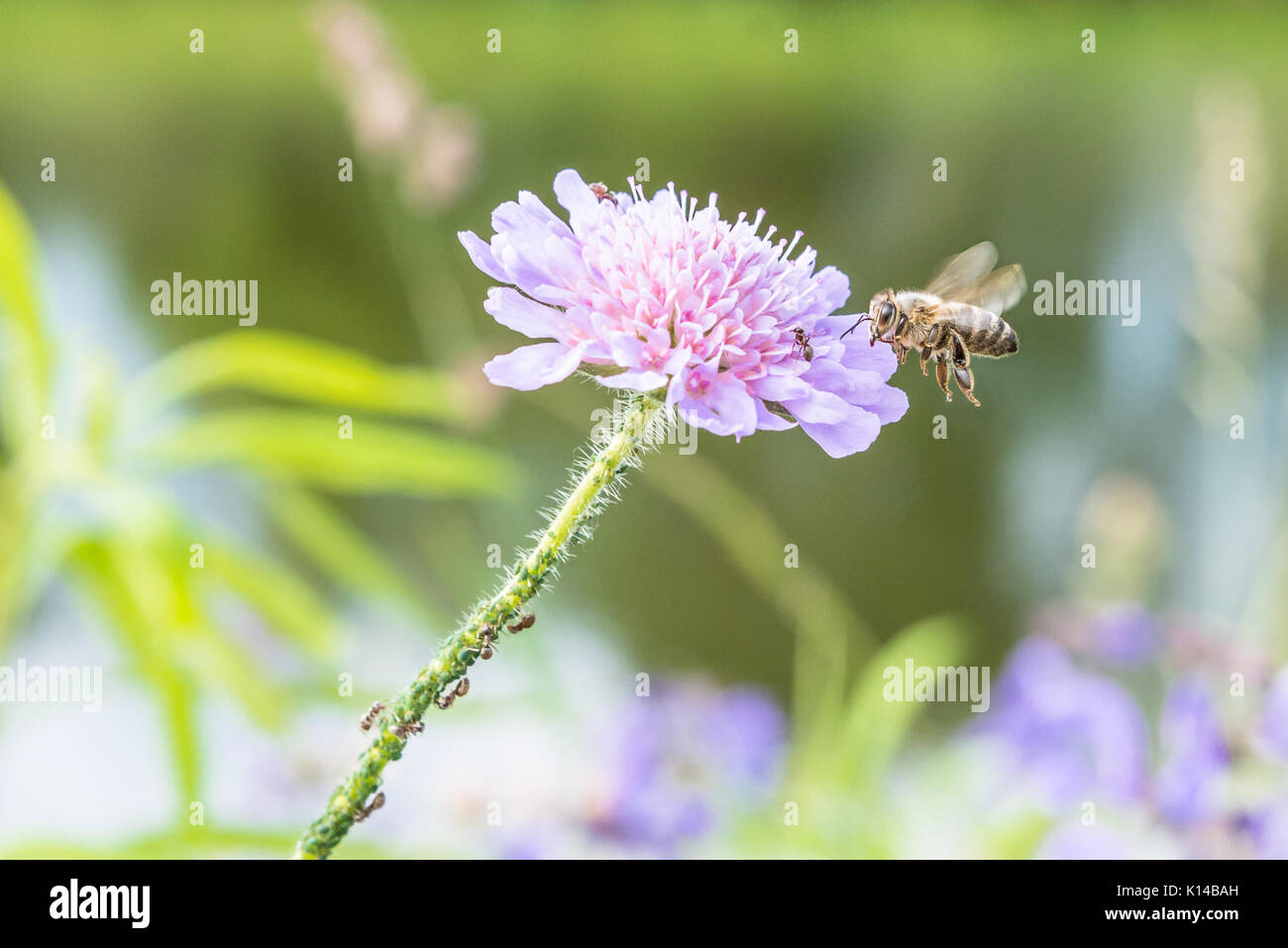 Bee louse hi-res stock photography and images - Alamy