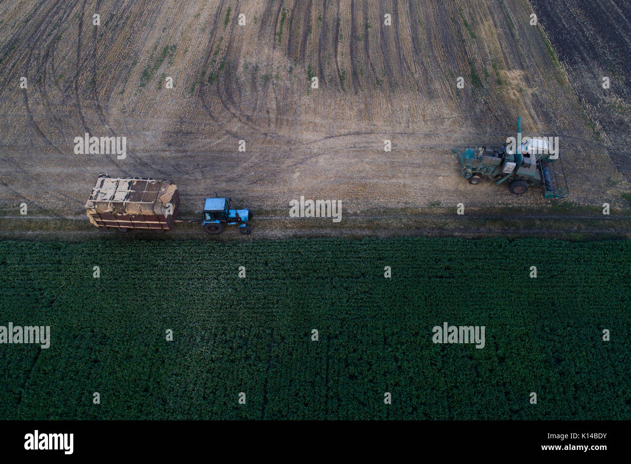 Aerial view of the combine harvester, which pours the grain into the ...