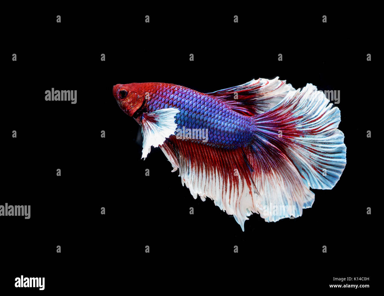 Beautiful siamese fighting fish hi-res stock photography and images - Alamy