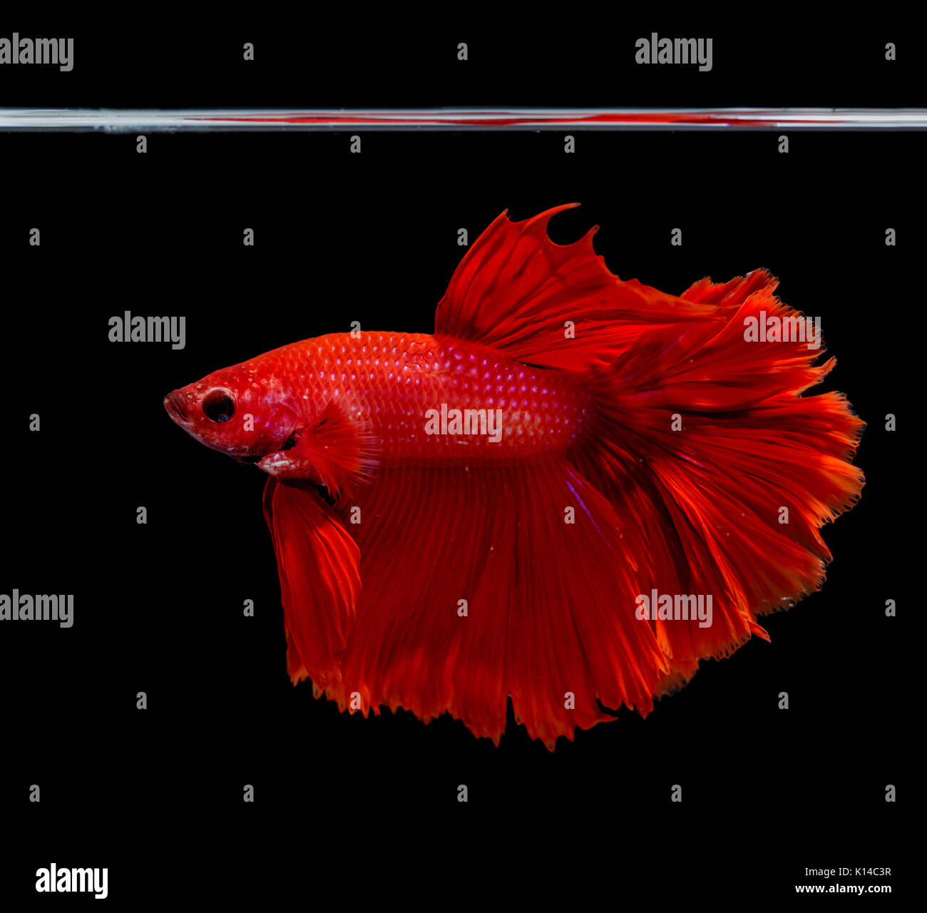 beautiful red siamese fighting fish on black background Stock Photo - Alamy