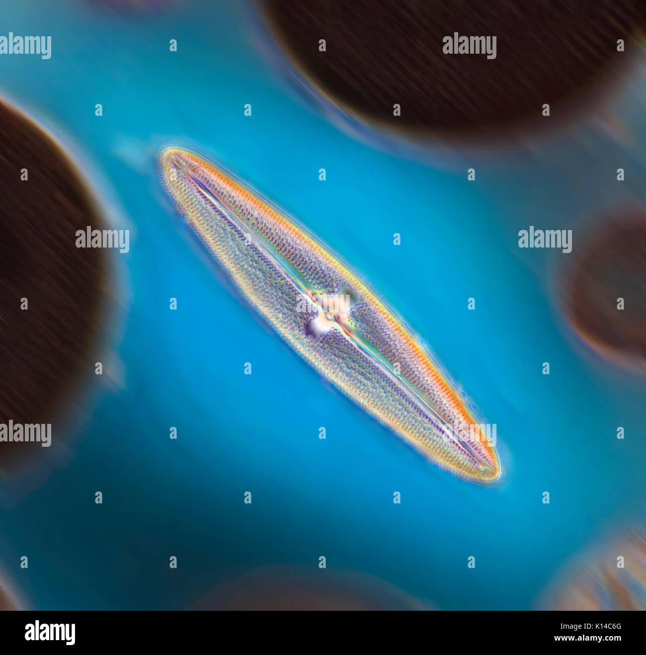 Diatom algae hi-res stock photography and images - Alamy Diatom algae hi-res stock photography and images - Alamy
