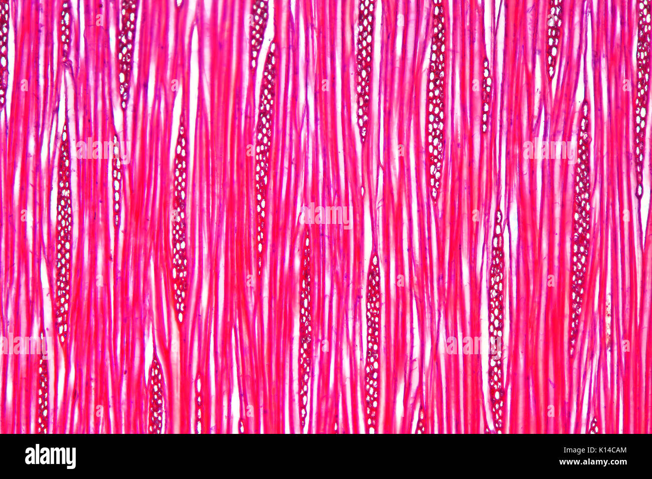 Brightfield microscope hi-res stock photography and images - Alamy