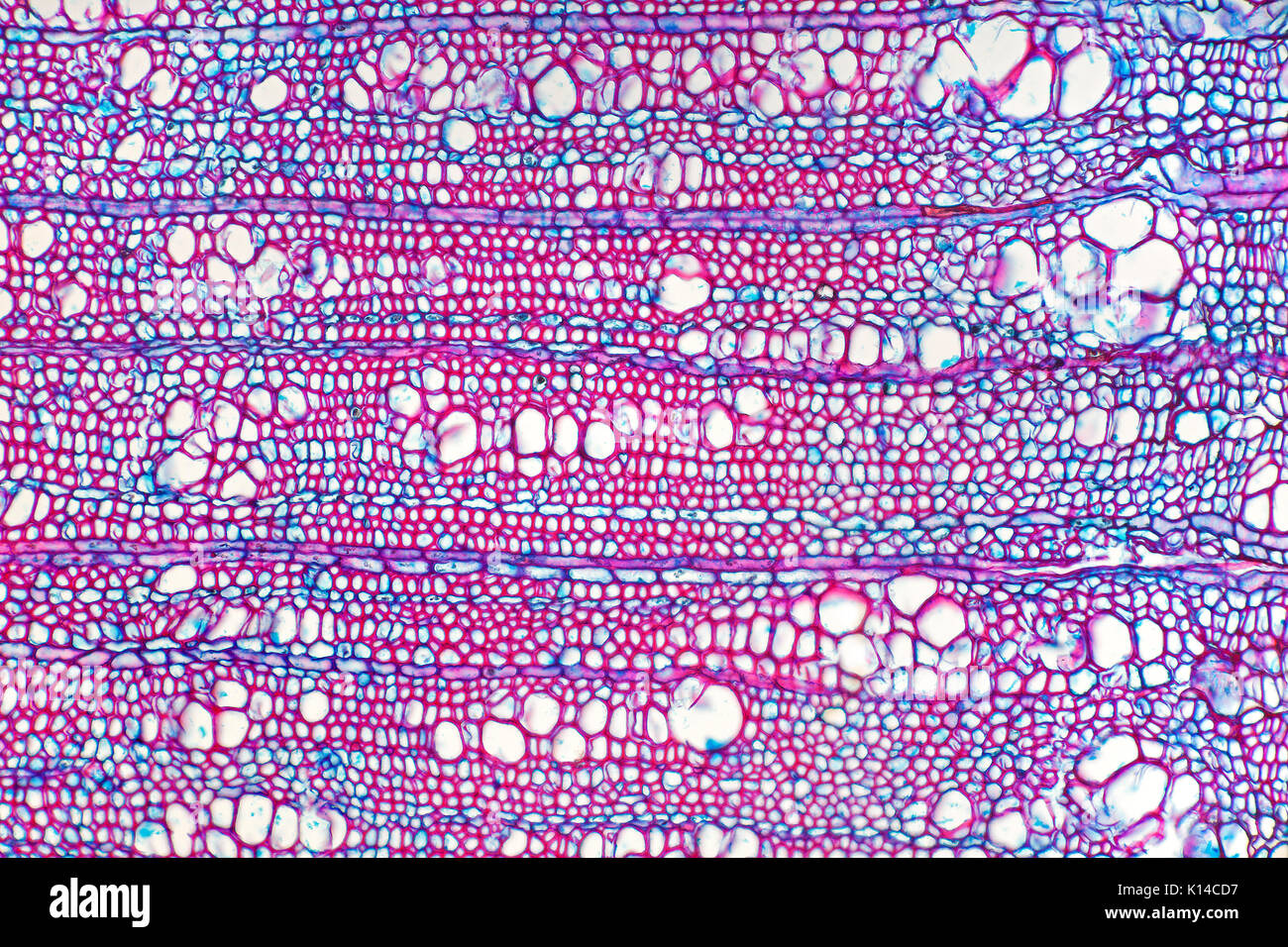 Brightfield microscope hi-res stock photography and images - Alamy