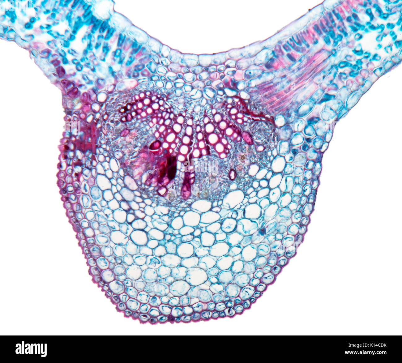 Xylem phloem vascular bundles hi-res stock photography and images - Alamy