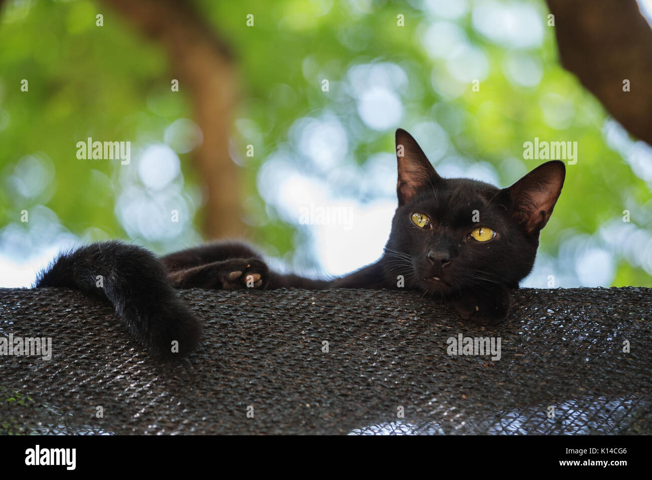 black cat with tree background Stock Photo - Alamy