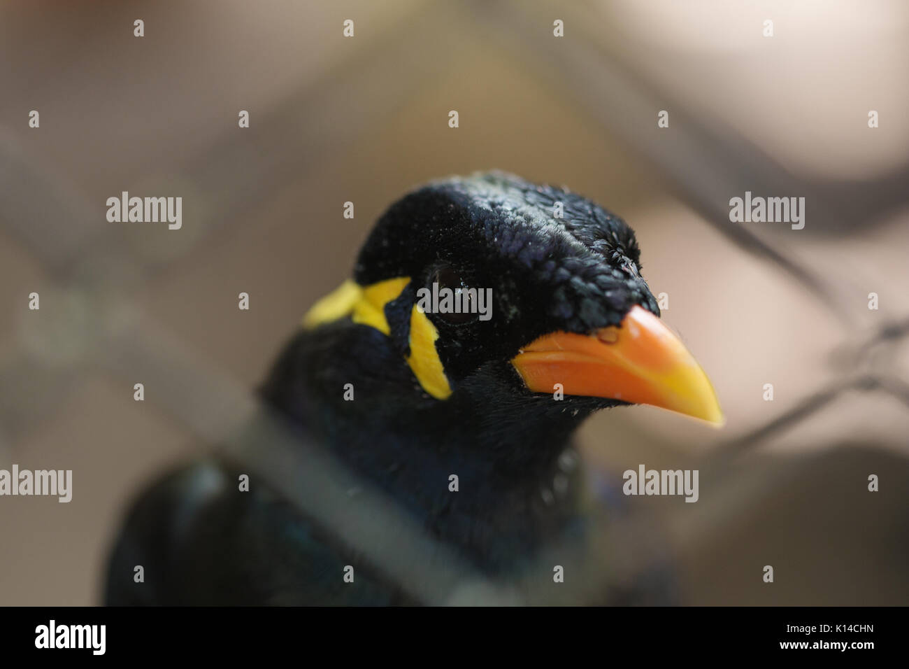 Common Hill Myna bird in a cage Stock Photo - Alamy