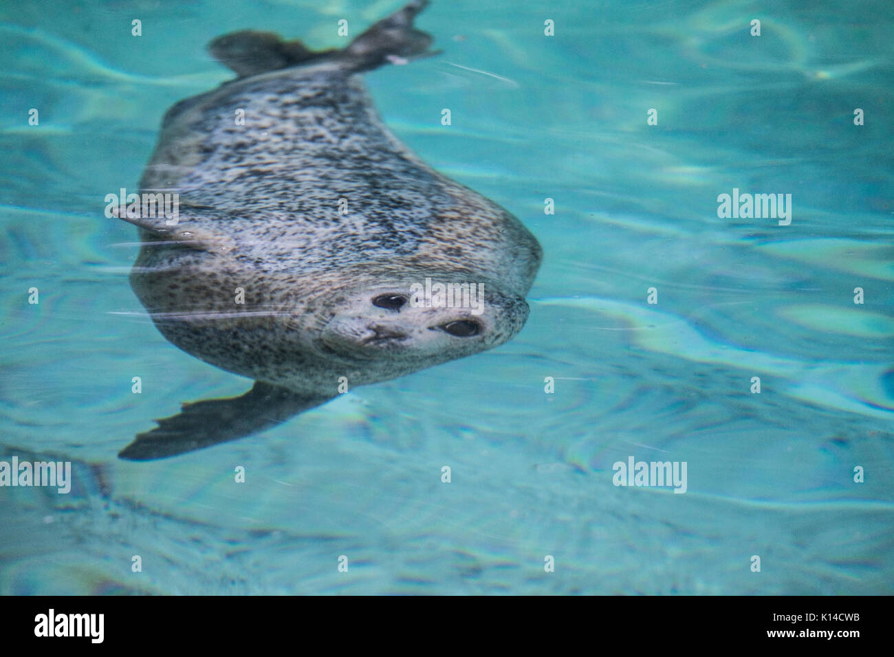 Cute seal looking up from the water Stock Photo - Alamy