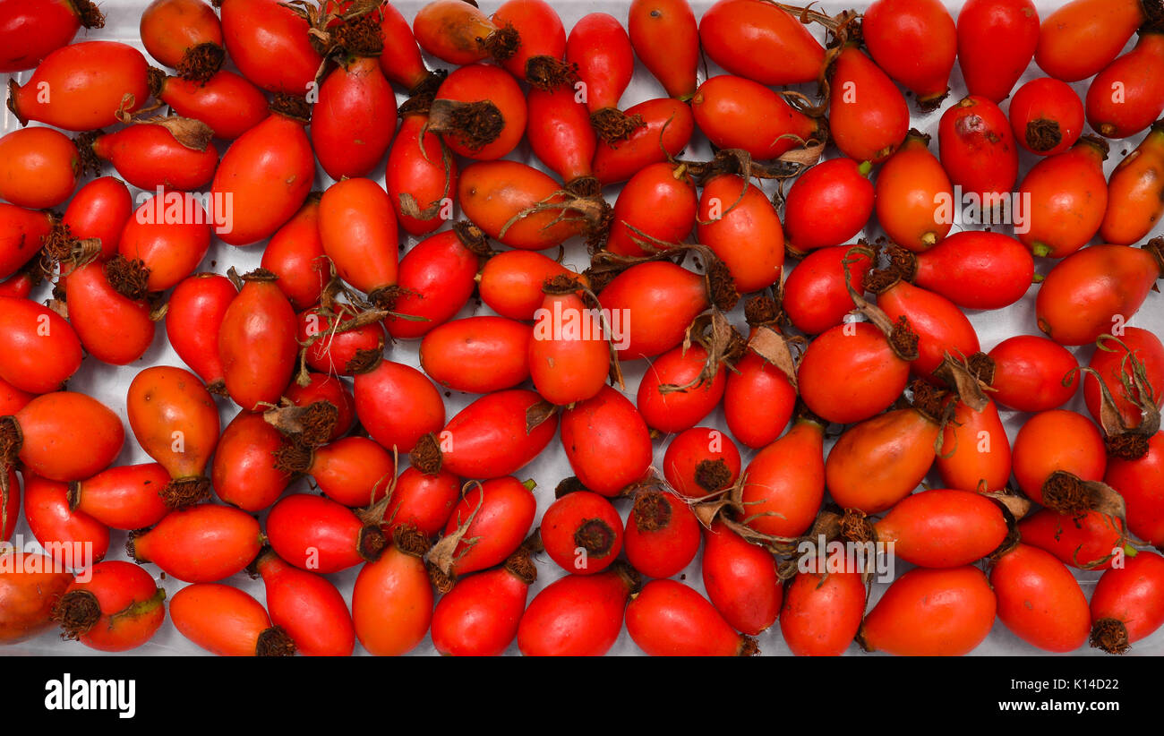 Rosa canina rosehip fruits texture nature background Stock Photo - Alamy