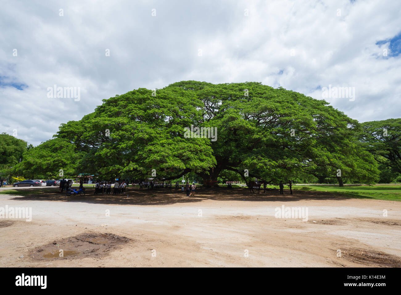 KANCHANABURI, THAILAND - June 24: Giant Monky Pod Tree with people ...