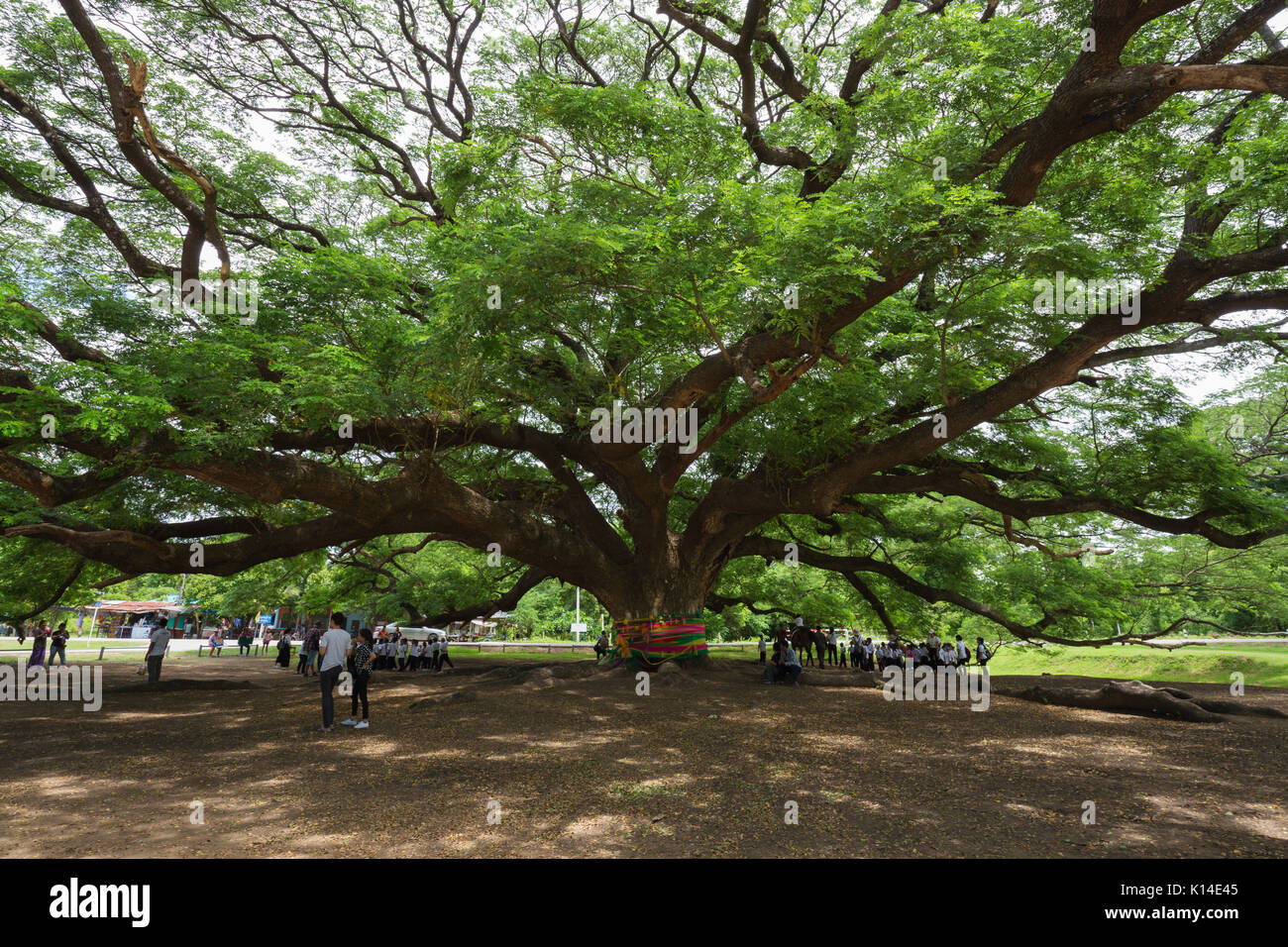 KANCHANABURI, THAILAND - June 24: Giant Monky Pod Tree with people ...
