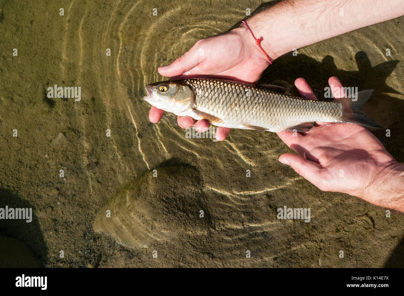 Chub fish hi-res stock photography and images - Alamy